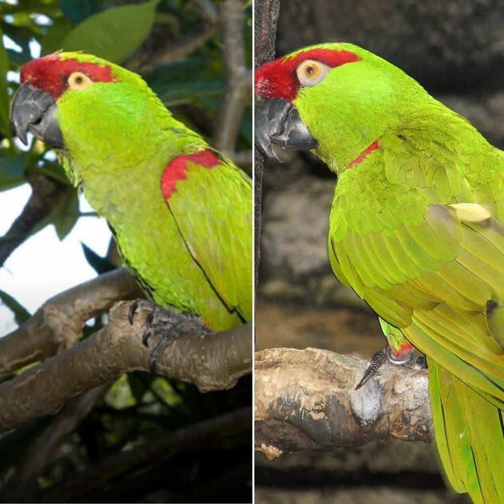 The Thick-billed Parrot: A Remarkable Resident of North America's ...
