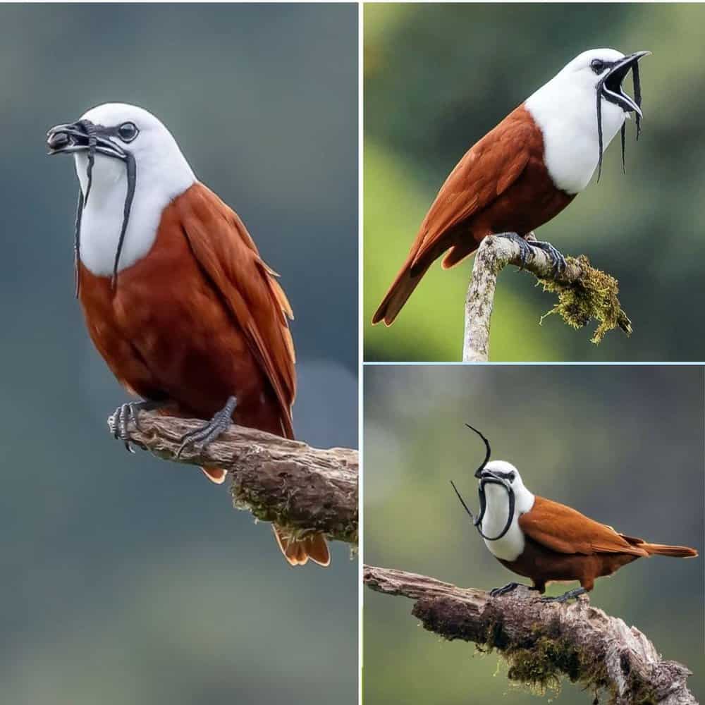 The Unique Three-Wattled Bellbird: A Rare Songbird of Central and South ...