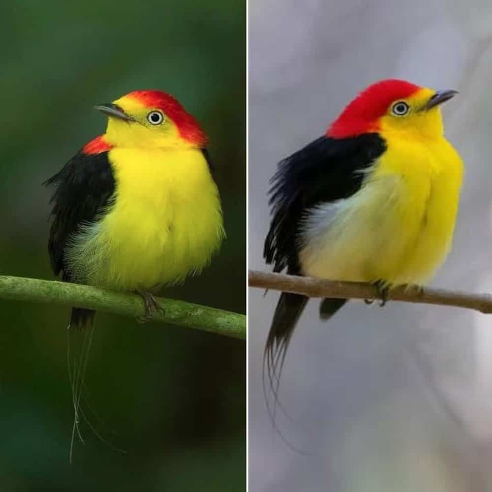 The Wire-Tailed Manakin: A Colorful Gem of the Amazon Basin