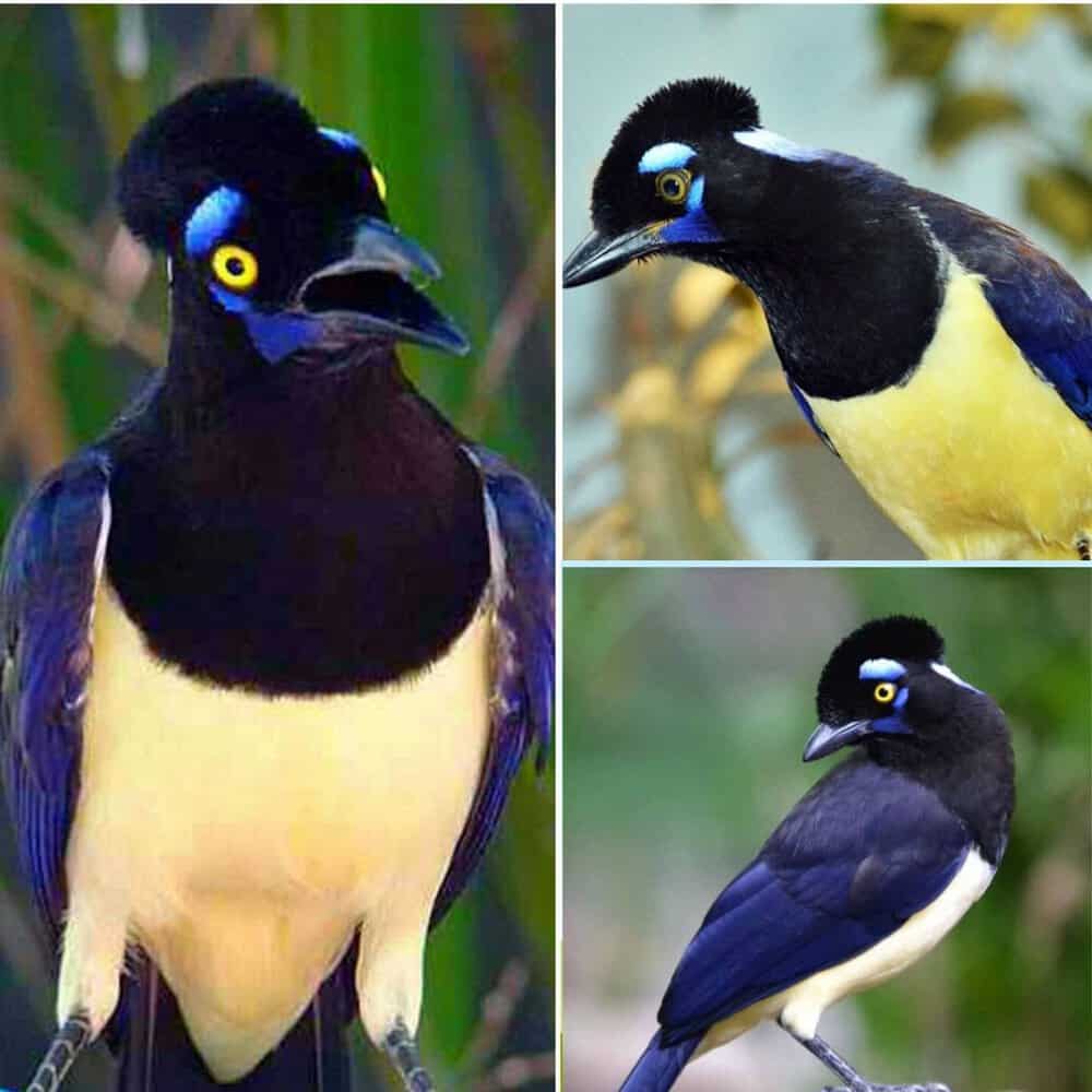 The Yellow and Black Bird with a Goatee: Meet the Plush-Crested Jay (VIDEO)