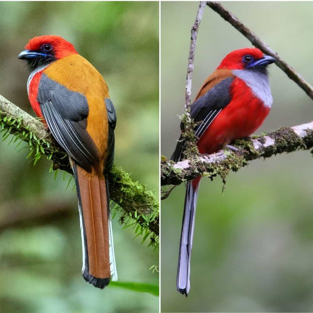 Whitehead’s Trogon (Harpactes whiteheadi): A Rare Bird Species in the ...