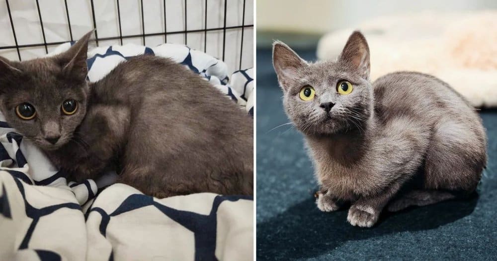 Young Cat’s Remarkable Transformation Leads to a Life of Joy and Giving ...