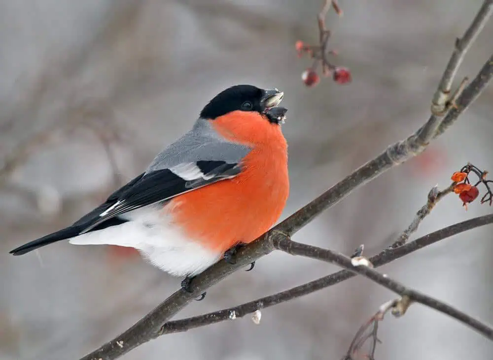 The Eurasian Bullfinch: A Distinctive Bird of Europe and Asia