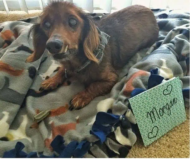 Elderly Rescue Dog Completes His Bucket List and Thrives