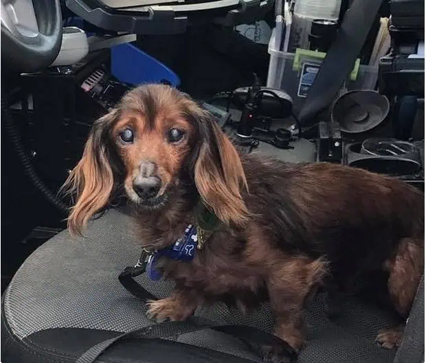 Elderly Rescue Dog Completes His Bucket List and Thrives