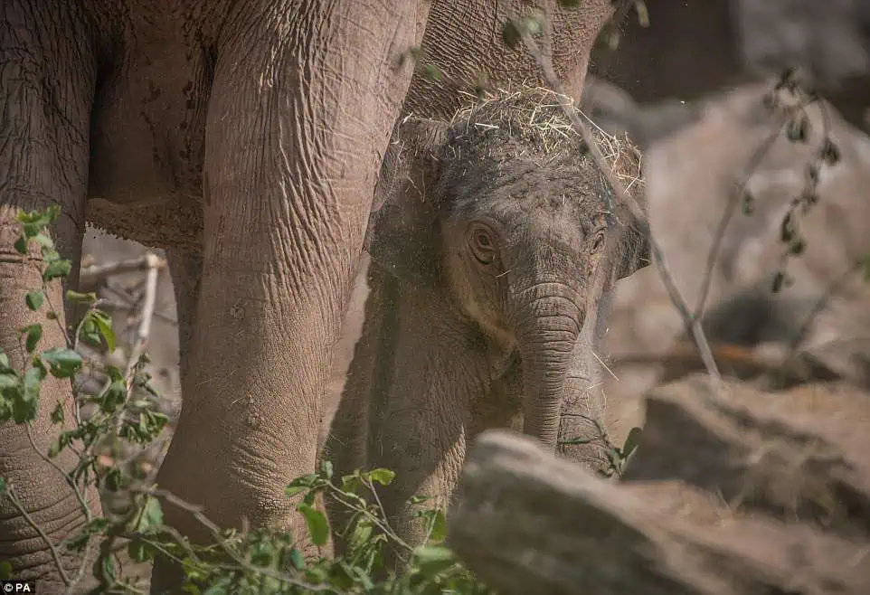 Exciting Surprise at Chester Zoo: Newborn Elephant Arrives