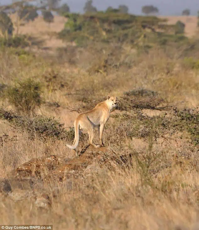 Rare Spotless Cheetah Seen in the Wild After Nearly a Century
