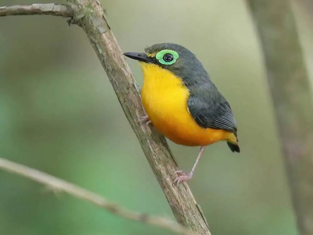 The Remarkable Yellow-bellied Wattle-eye: A Rare Beauty in Africa’s ...