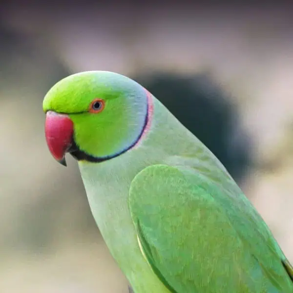 Discovering the Ring-Necked Parakeet: A Colorful Bird with Unique ...