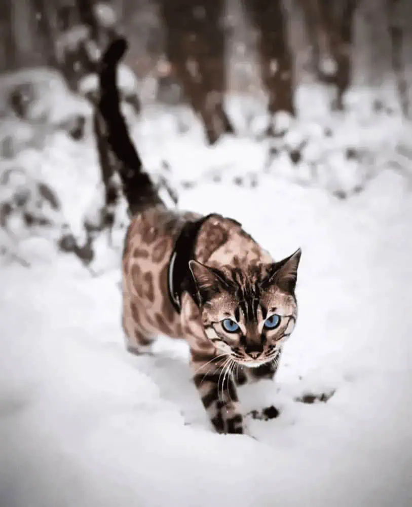 The Enchanting Beauty of Bengal Cats in the Snow