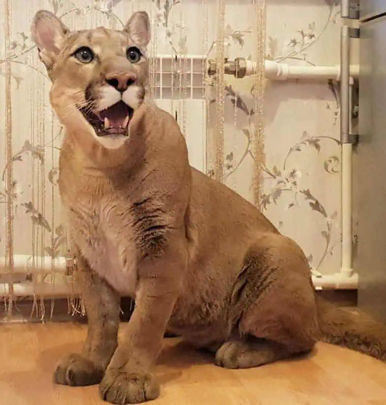Meet Messi: The Heartwarming Story of a Rescued Puma