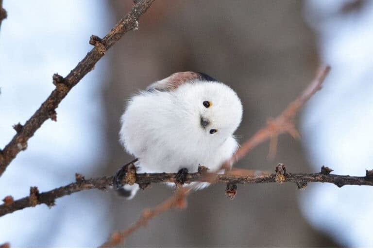 Meet Japan’s ‘Snow Fairies’: Tiny Fluffy Birds of Hokkaido
