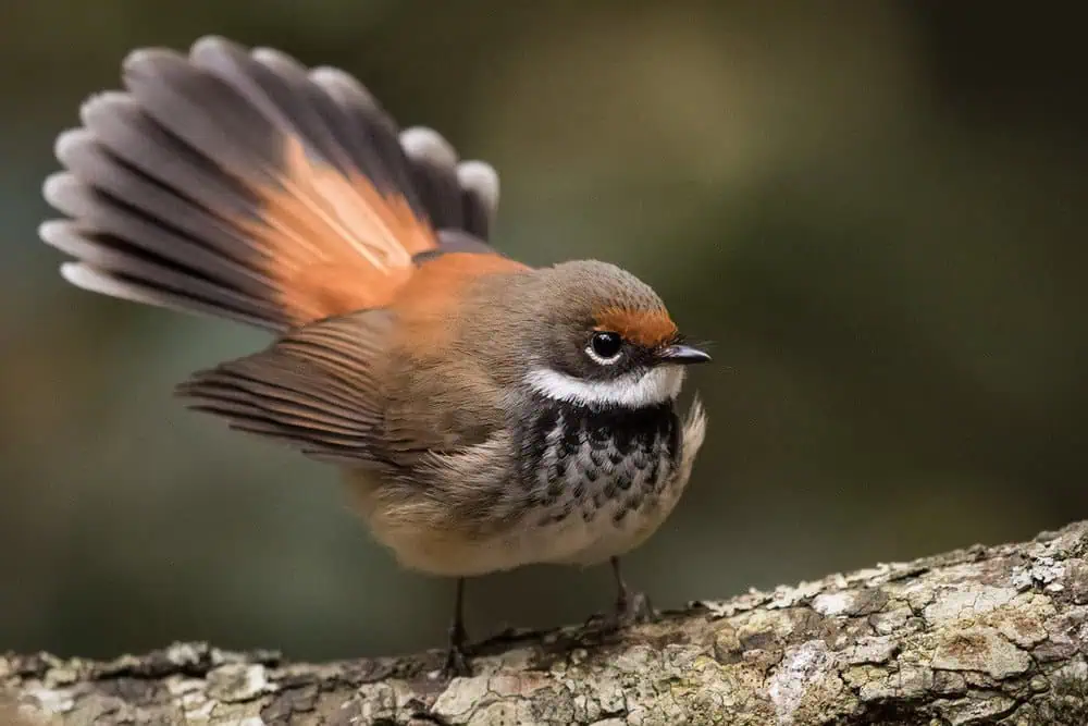 Meet the Rufous Fantail: A Vibrant Bird with Orange and Red Feathers ...