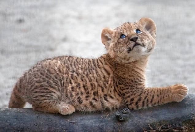Rare Liger Cubs Born at Russian Zoo Delight Visitors