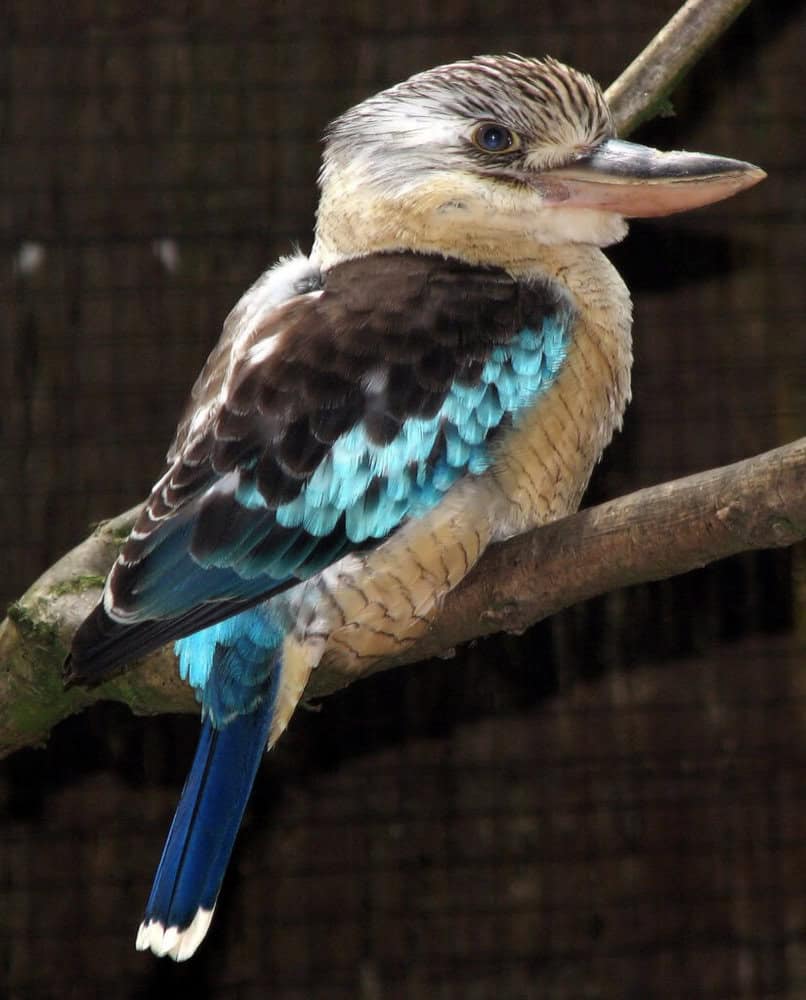 The Majestic Blue-Winged Kookaburra: Australia’s Iconic Bird of Beauty