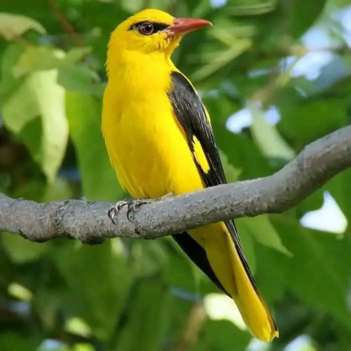 Meet the Indian Golden Oriole: A Stunning Yellow Bird with Striking ...