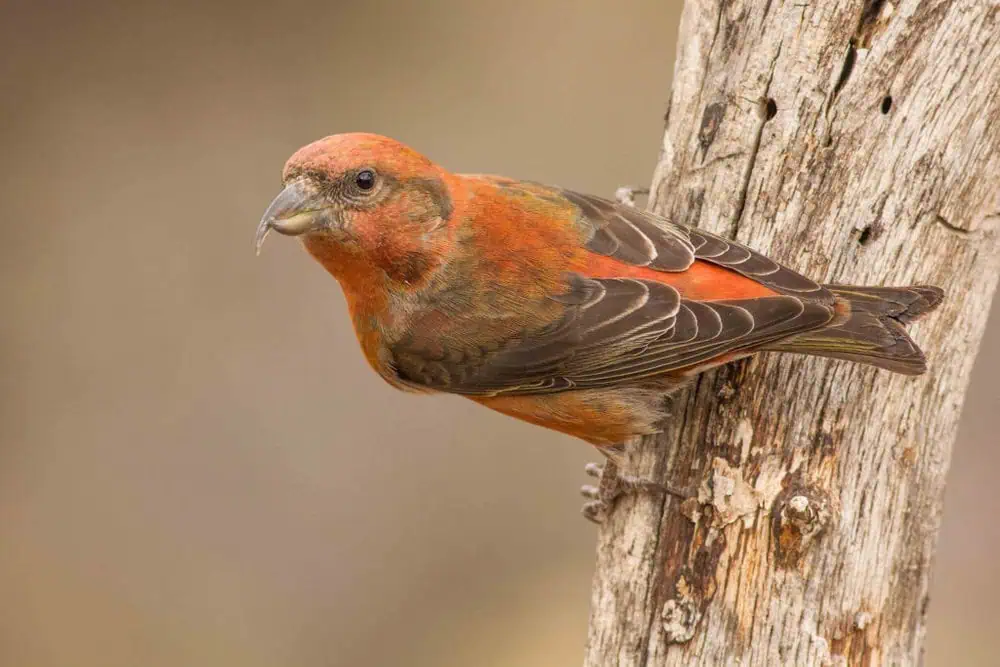 Crossbill: The Intriguing Bird with a Beak Built for Precision