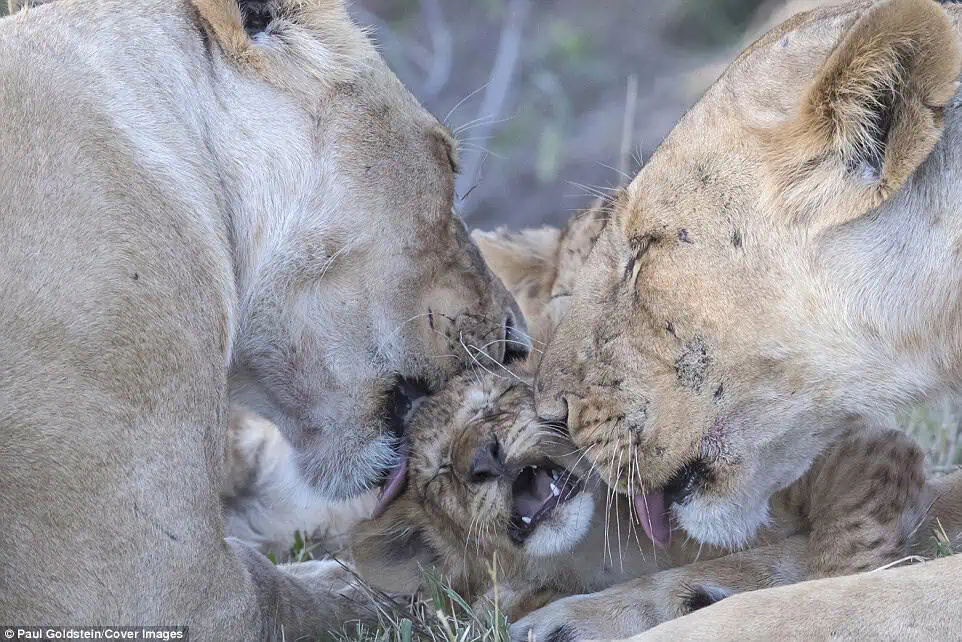 Adorable Lion Cubs Enjoy Tender Grooming from Their Pride