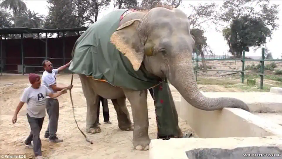 Elephants Stay Cozy This Winter with Custom-Made Coats
