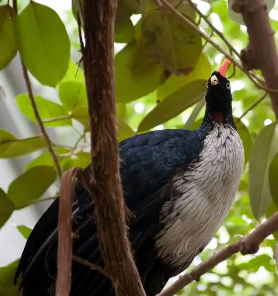 The Endangered Horned Guan: A Stunning Bird of Cloud Forests