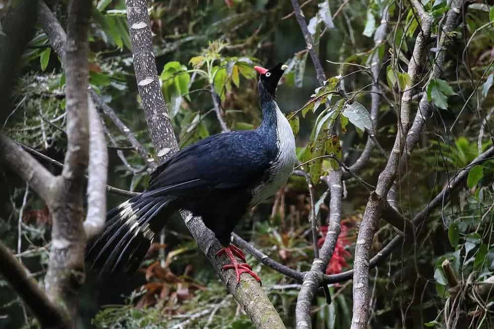 The Endangered Horned Guan: A Stunning Bird of Cloud Forests