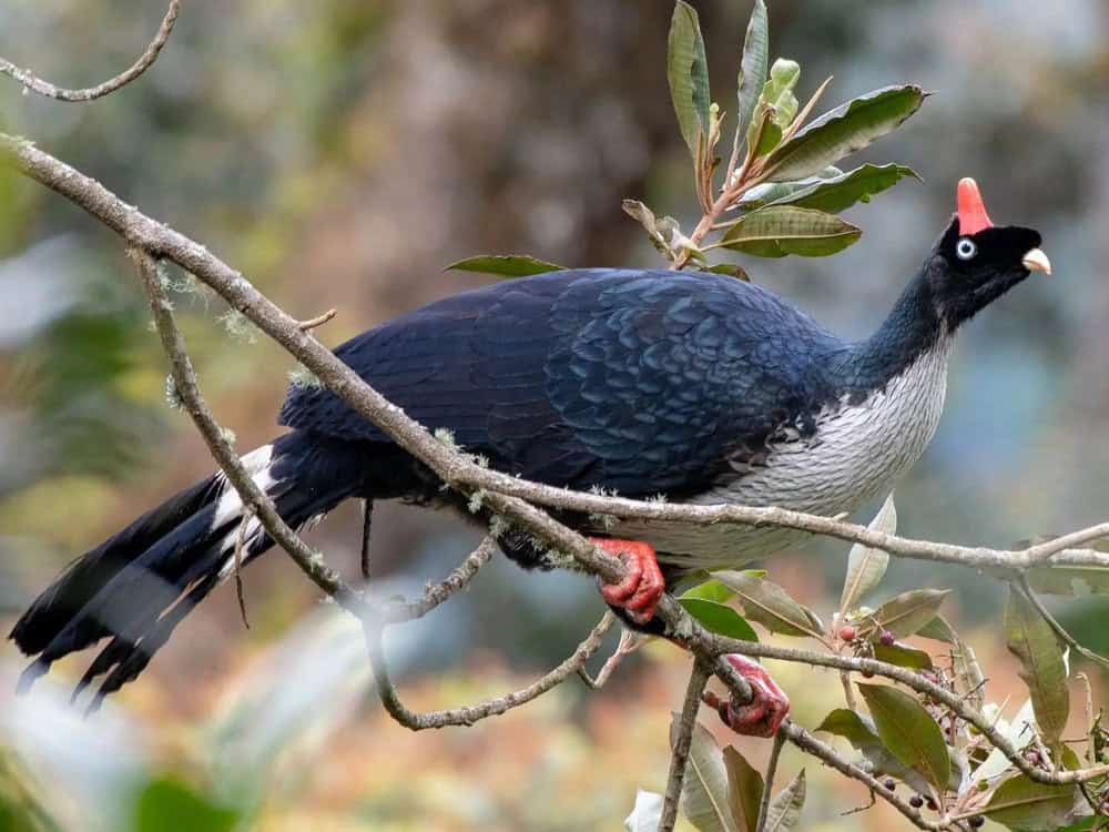 The Endangered Horned Guan: A Stunning Bird of Cloud Forests