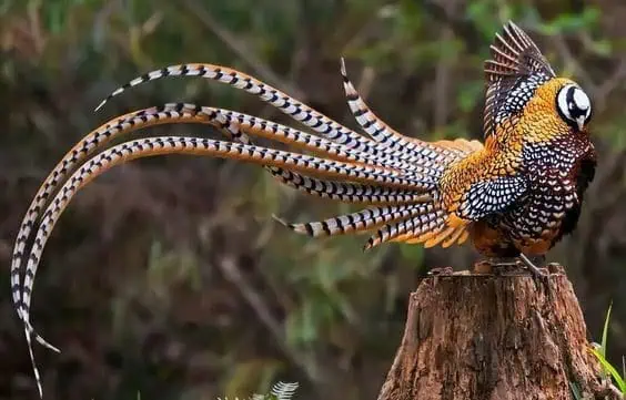 Reeves's Pheasant: An Iconic Bird of China with Stunning Plumage and ...