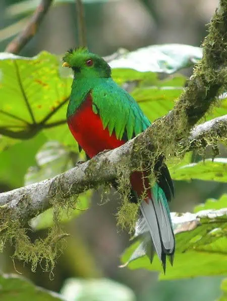 The Radiant Golden-Headed Quetzal: A Marvel of the Forest