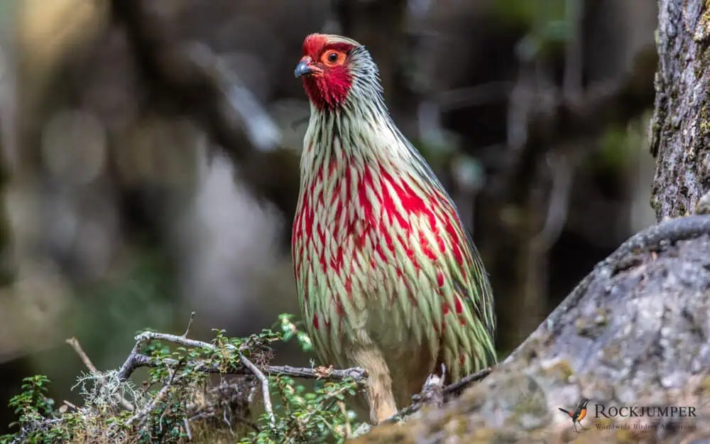 Blood Pheasant: A Unique Bird from the Himalayas