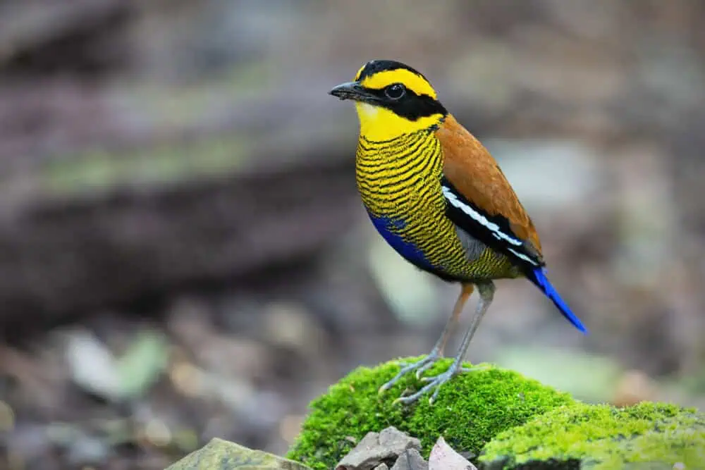 Bornean Banded Pitta: A Stunning Blend of Colors and Elegance in Nature ...