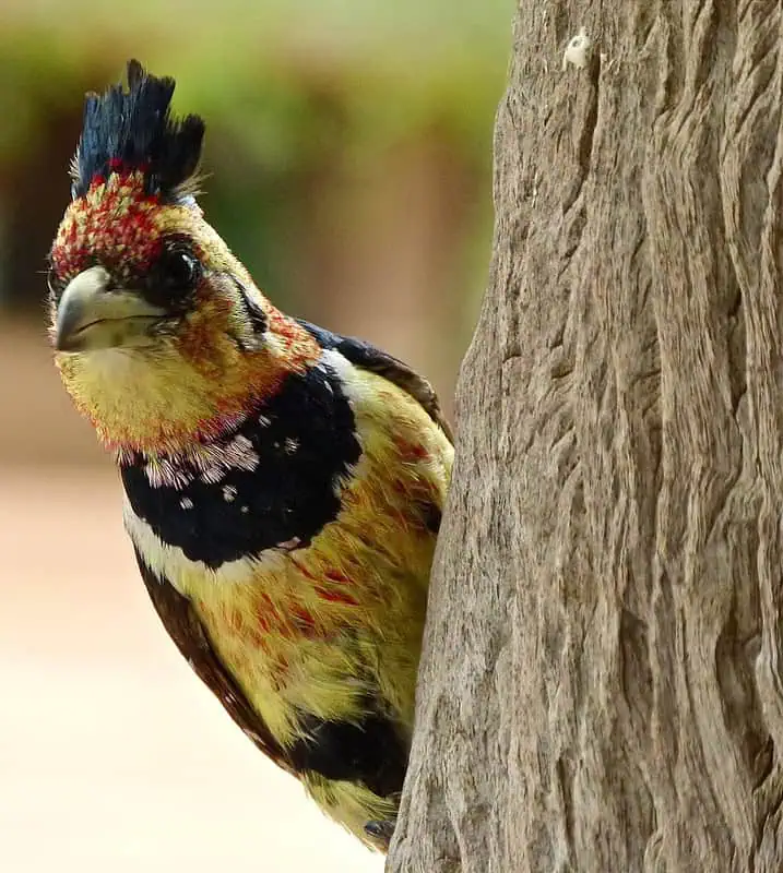 The Crested Barbet: A Vibrant Bird Known for Its Unique, Fruit-Like Colors