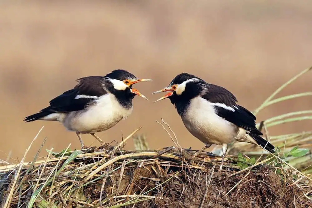 Protecting Habitats: Key to Saving Rare Bird Species