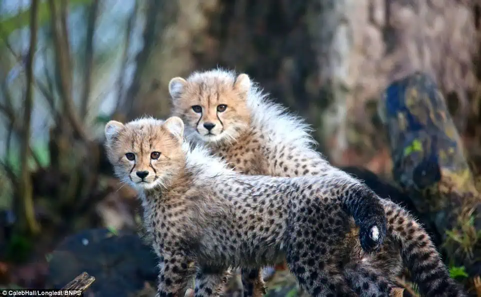 Rare Cheeta Cubs Make Their Exciting Outdoor Debut
