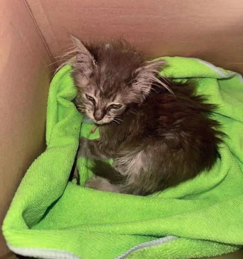 From Scruffy to Stunning: The Heartwarming Transformation of a Rescue ...