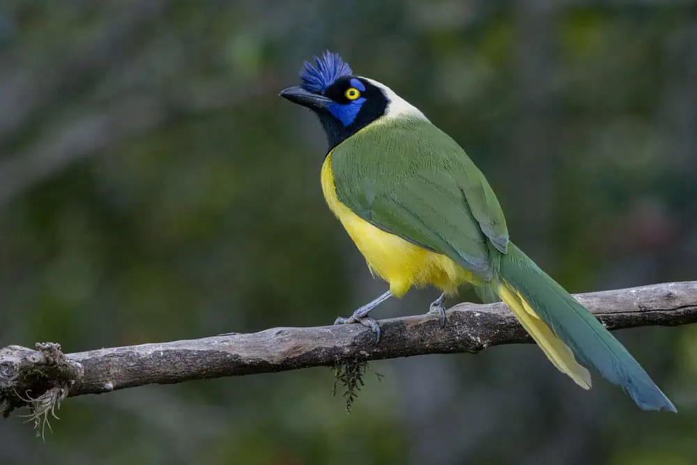 Meet the Vibrant Inca Jay: A Colorful Delight for Birdwatchers