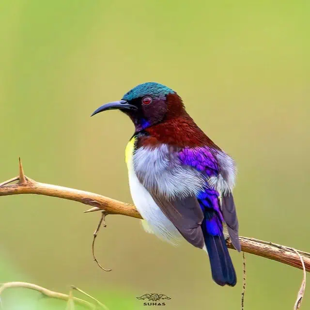 The Dazzling Beauty and Unique Traits of the Purple-Rumped Sunbird