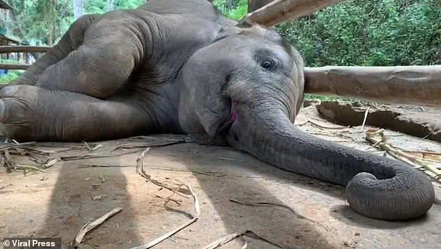 Adorable Baby Elephant's Nap-Time Antics Delight Viewers