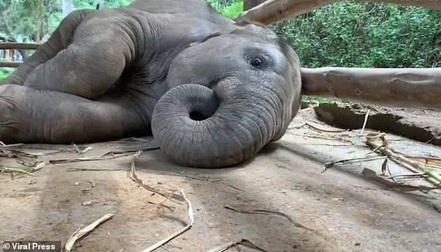 Adorable Baby Elephant's Nap-Time Antics Delight Viewers