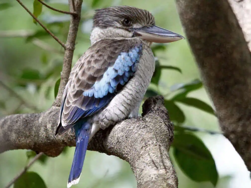 The Majestic Blue-Winged Kookaburra: Australia’s Iconic Bird of Beauty