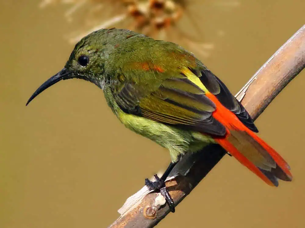 The Vibrant Fire-Tailed Sunbird: A Jewel of Southeast Asia’s Forests ...
