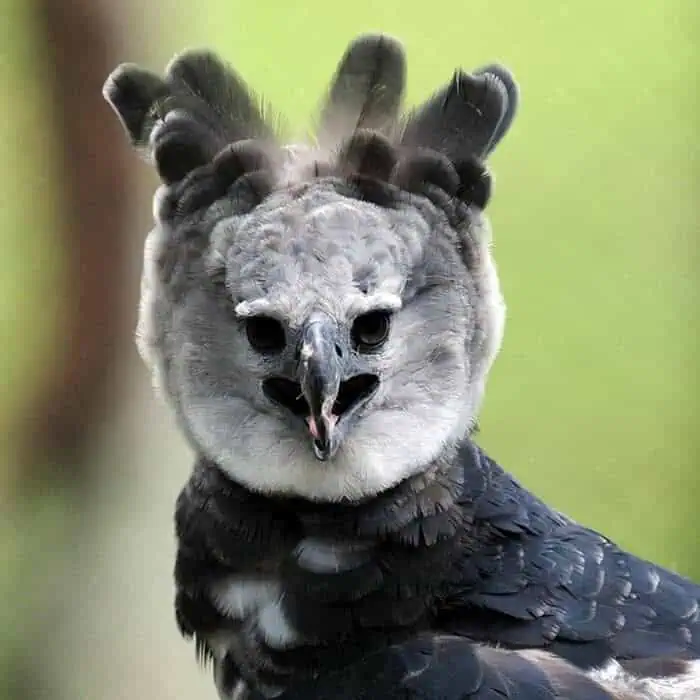 10 Most Stunning Birds in the World: A Glimpse into Avian Beauty