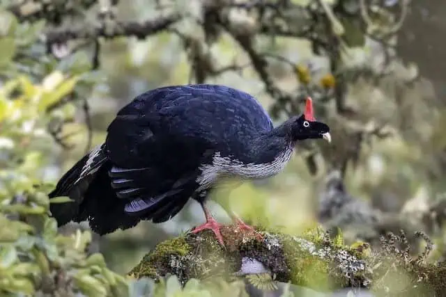 The Endangered Horned Guan: A Stunning Bird of Cloud Forests