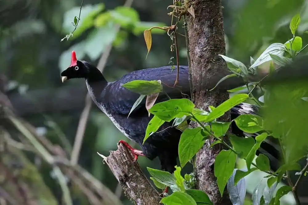 The Endangered Horned Guan: A Stunning Bird of Cloud Forests