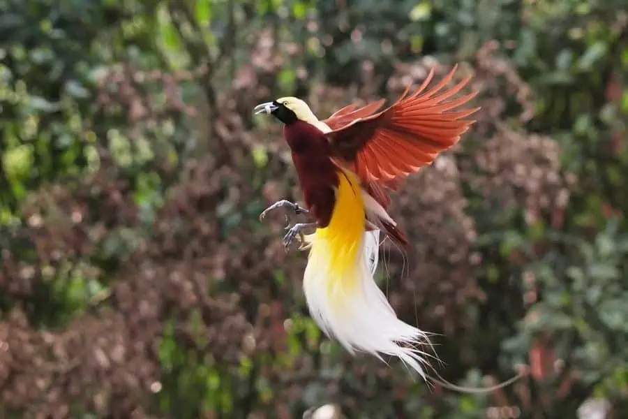 Discover the Astonishing Beauty of the Greater Bird-of-Paradise