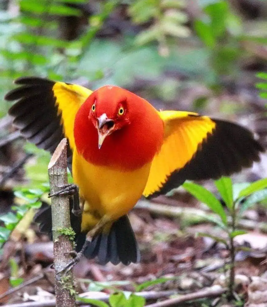 A Symphony of Color: The Stunning Flame Bowerbird’s Dance of Love