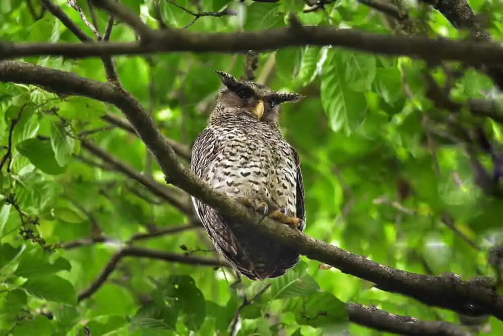 The Mysterious Sri Lankan Devil Bird: A Forest Predator with Heart ...
