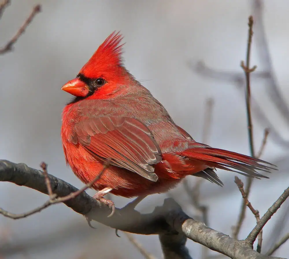 The Northern Cardinal: Nature’s Fiery Red Treasure