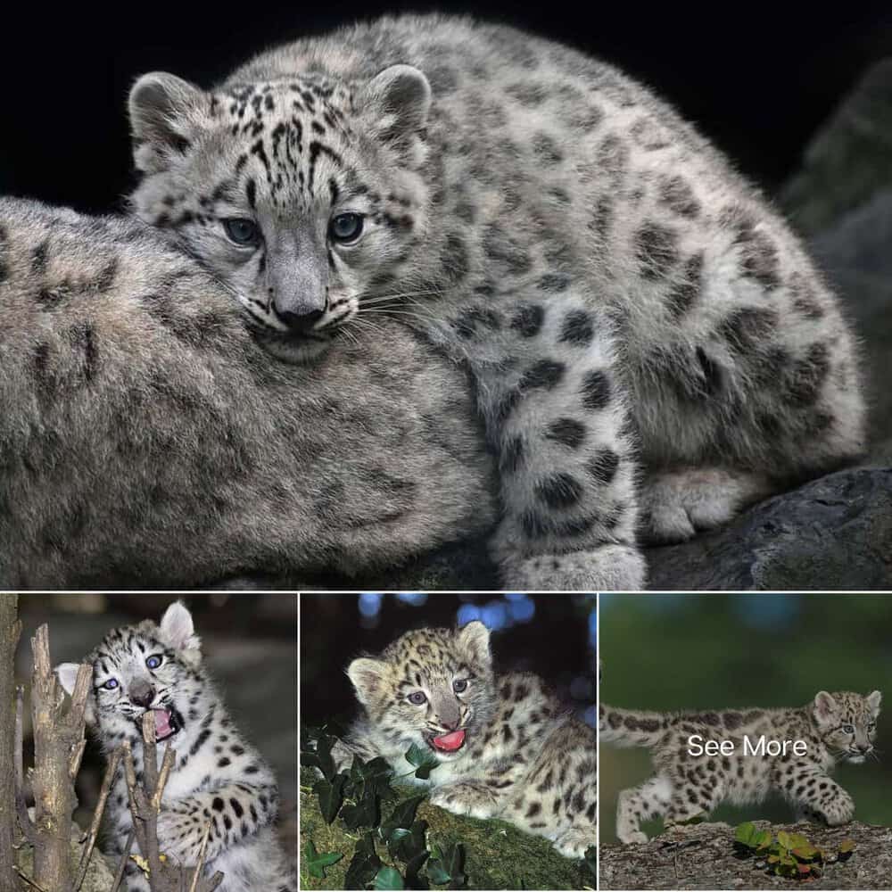 Baby Snow Leopards: Adorable Cubs with Remarkable Traits and ...