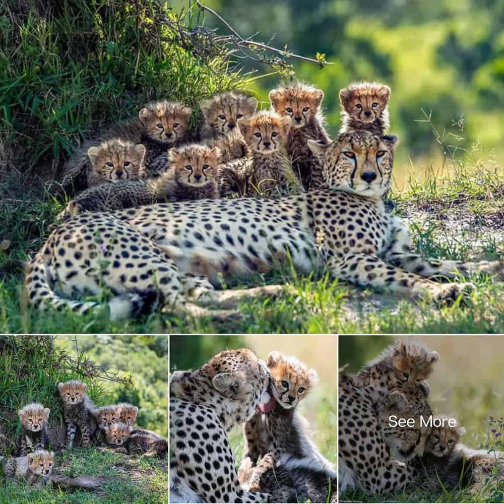 Cheetah Mother Siligi Protects Her Seven Cubs from Lion Attack in ...