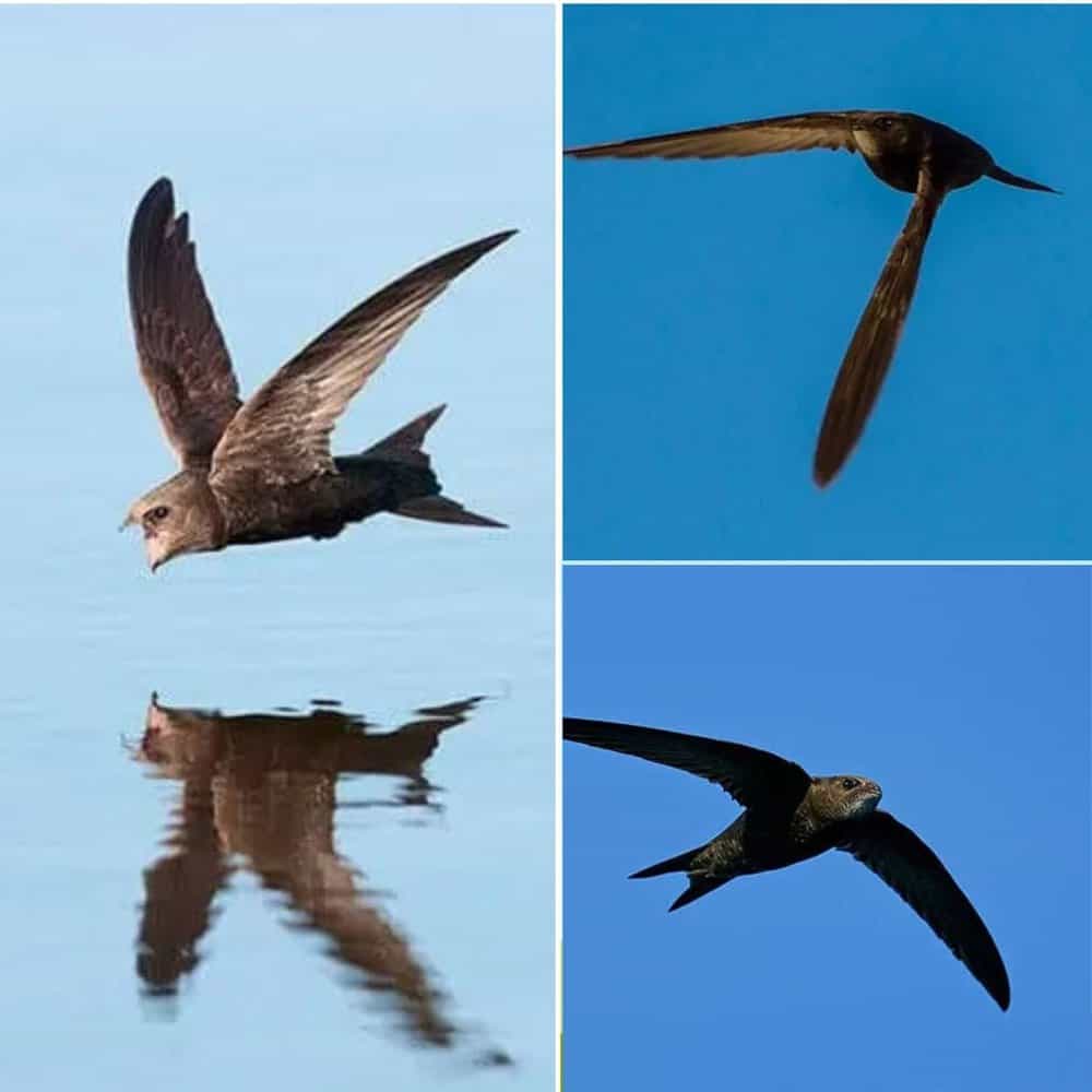 Common Swifts: Masters of the Sky